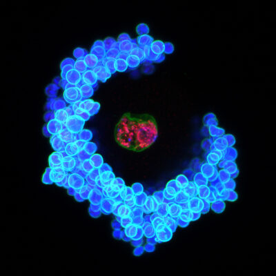Germ Cell Development and Epigenetics